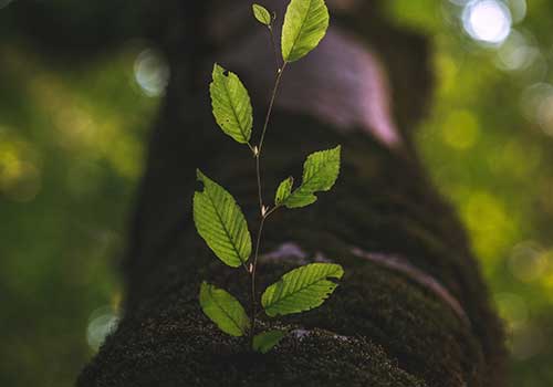 The Wheel of life - Self-assessment tool to improve your life - Angie ...